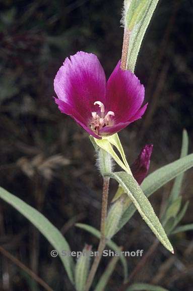 Clarkia purpurea ssp. quadrivulnera