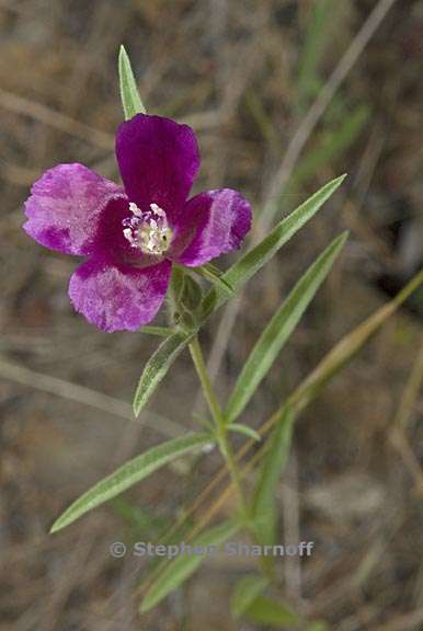 Clarkia purpurea ssp. quadrivulnera