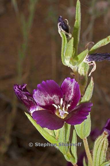 Clarkia purpurea ssp. quadrivulnera