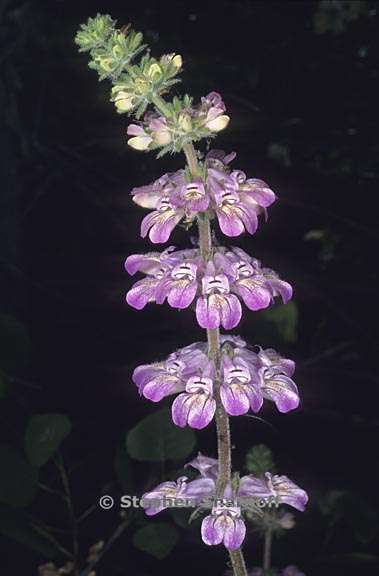 Collinsia tinctoria