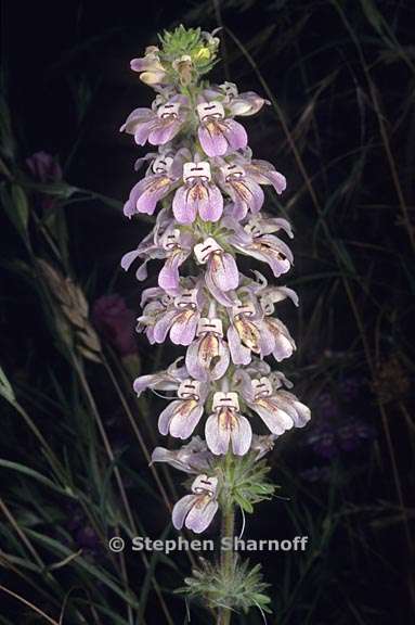 Collinsia tinctoria