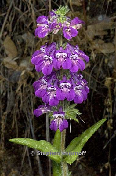 Collinsia tinctoria
