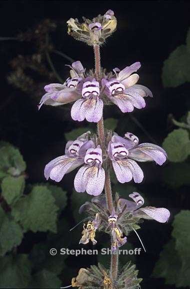 Collinsia tinctoria