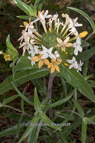 Collomia grandiflora
