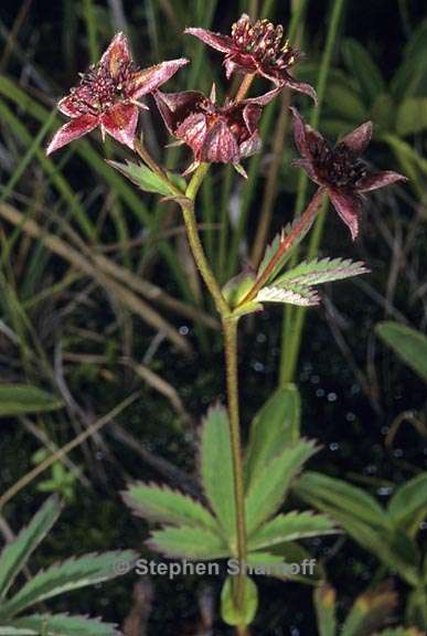 Comarum palustre