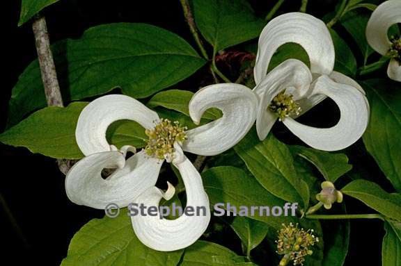 Cornus florida var. urbiniana
