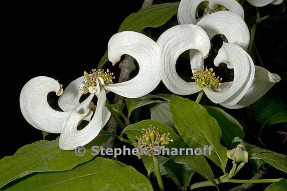 Cornus florida var. urbiniana