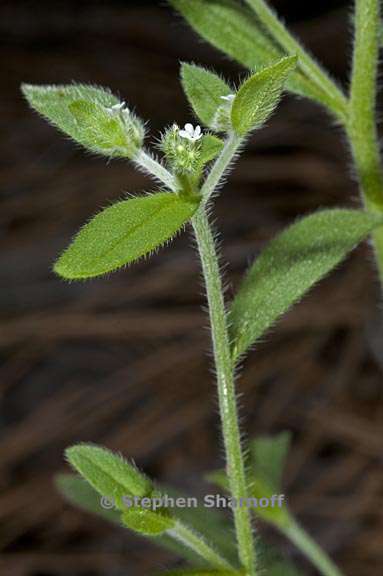 Cryptantha affinis