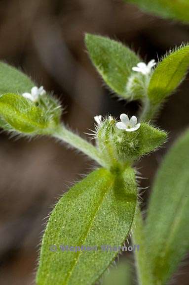 Cryptantha affinis
