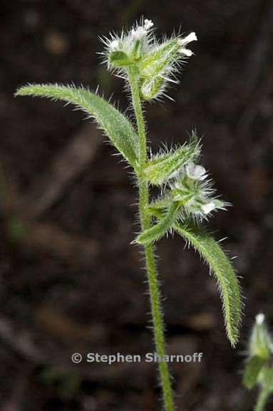 Cryptantha echinella