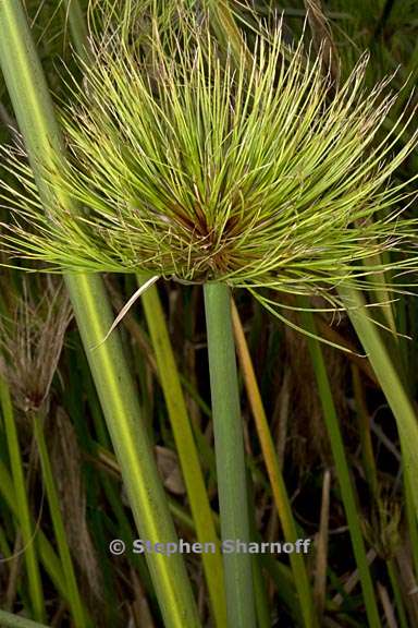 Cyperus papyrus