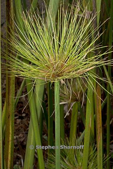 Cyperus papyrus