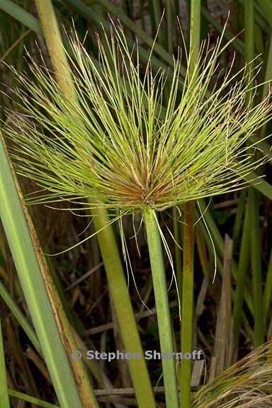 Cyperus papyrus
