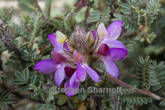 Dalea aff. versicolor