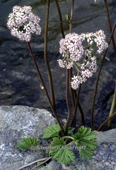 Darmera peltata