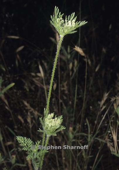 Daucus pusilus