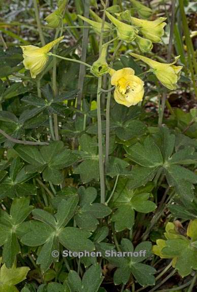 Delphinium luteum