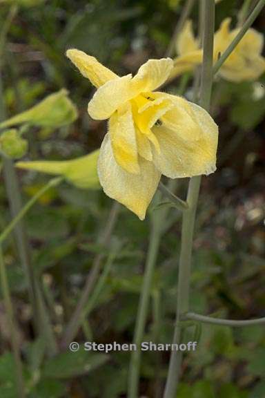 Delphinium luteum