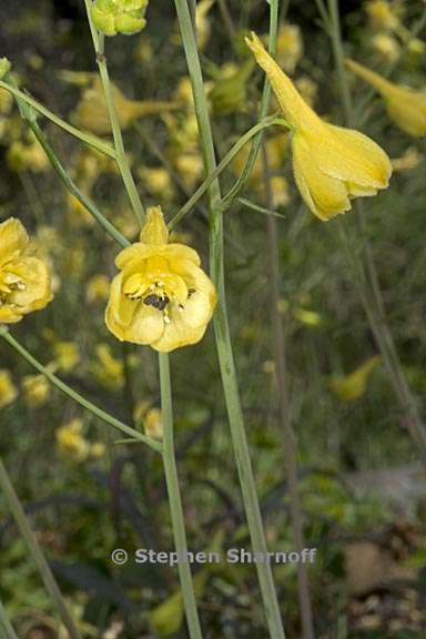 Delphinium luteum
