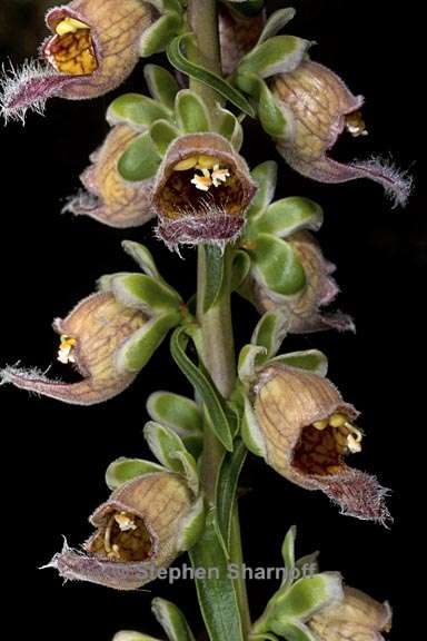 Digitalis parviflora