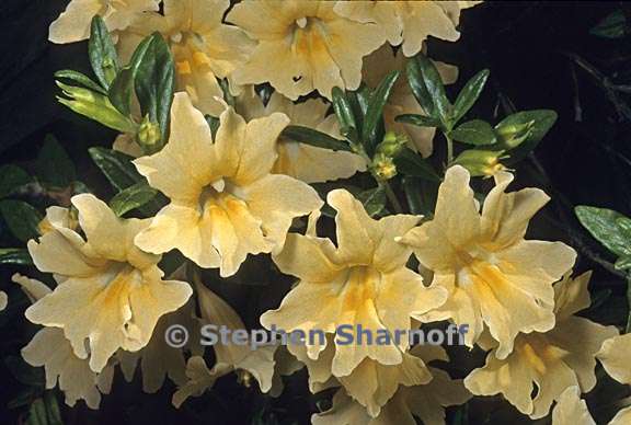 Diplacus grandiflorus