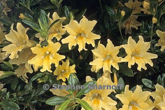 Diplacus grandiflorus