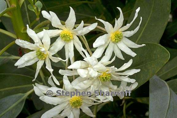 Drimys winteri