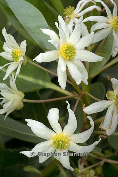 Drimys winteri