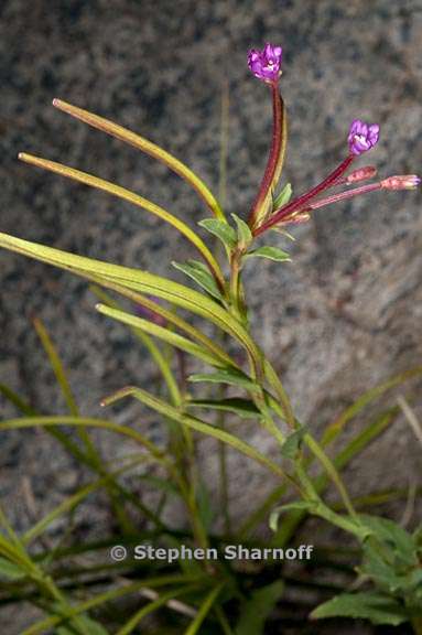 Epilobium glaberrimum ssp. glaberrimum