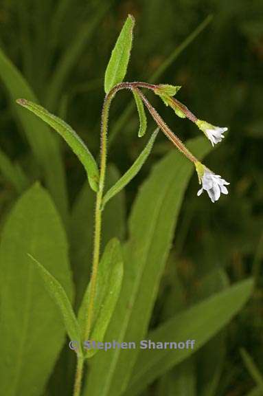 Epilobium hallianum