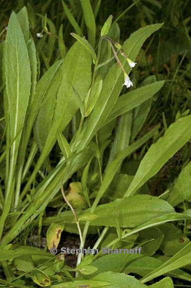 Epilobium hallianum
