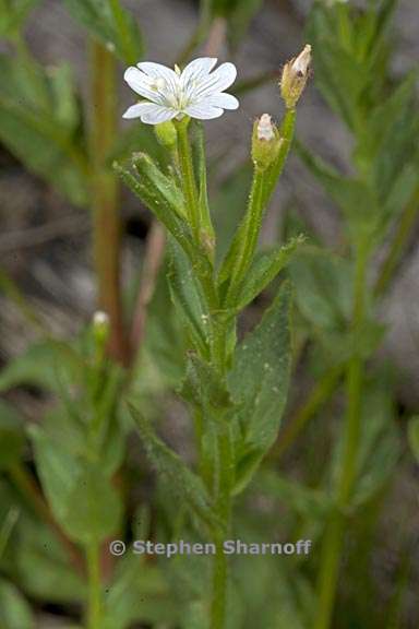 Epilobium hallianum