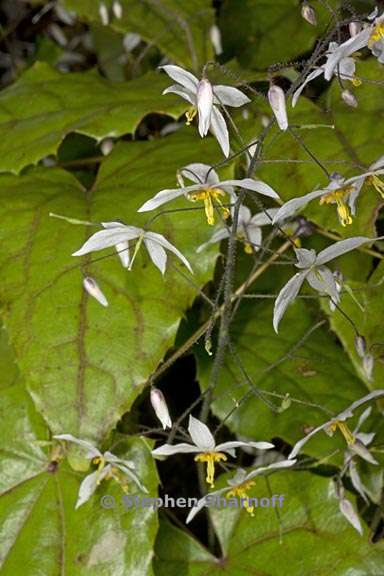 Epimedium stellulatum
