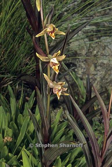 Epipactis gigantea