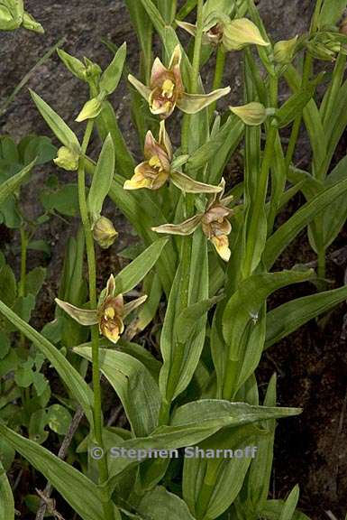 Epipactis gigantea
