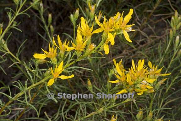 Ericameria bloomeri
