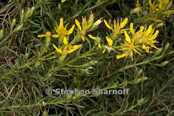 Ericameria bloomeri