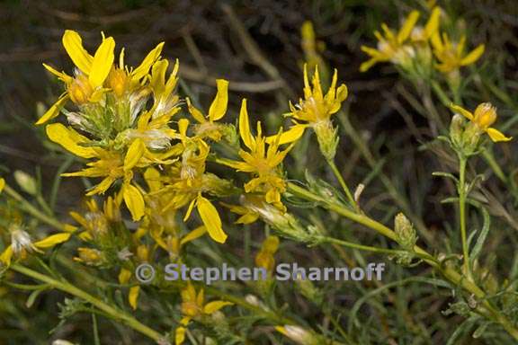 Ericameria bloomeri