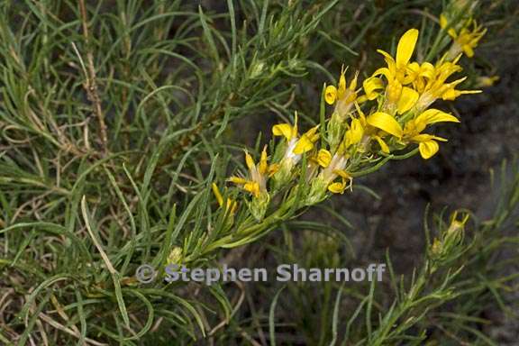 Ericameria bloomeri