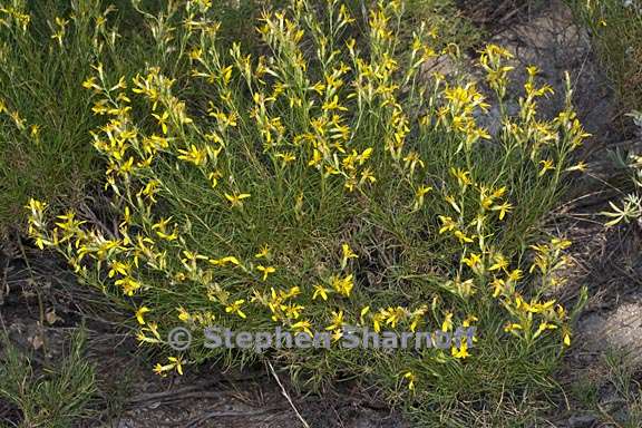 Ericameria bloomeri
