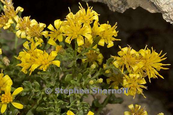 Ericameria cuneata var. cuneata