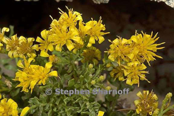 Ericameria cuneata var. cuneata