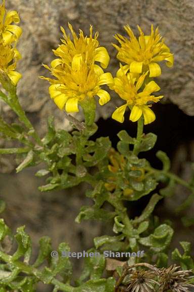 Ericameria cuneata var. cuneata