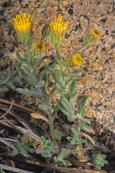 Erigeron miser