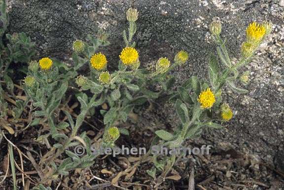 Erigeron miser