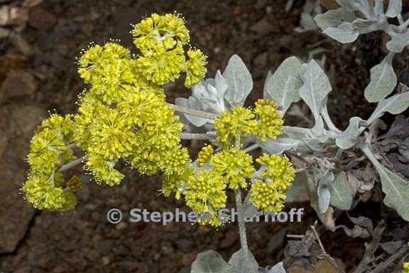 Eriogonum crocatum