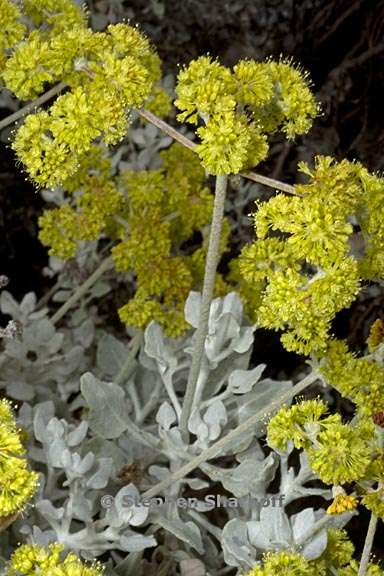 Eriogonum crocatum