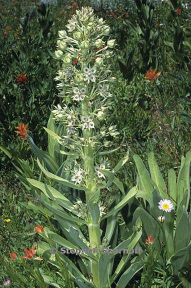 Frasera speciosa