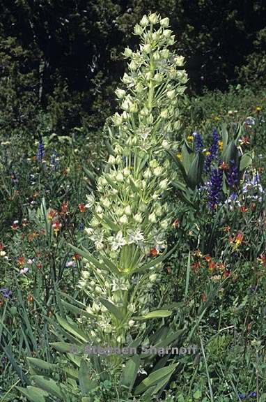 Frasera speciosa
