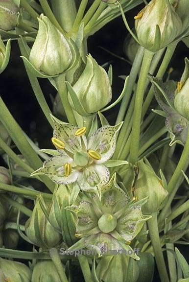 Frasera speciosa